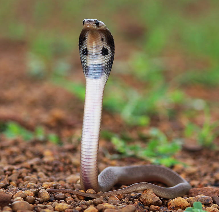 Indiase Cobra Spectacled Cobra: An Unwilling Icon | Roundglass