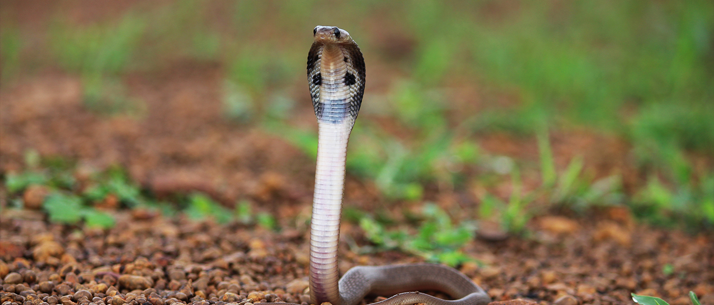 Avoiding the Cobra Effect in Climate Change Initiatives