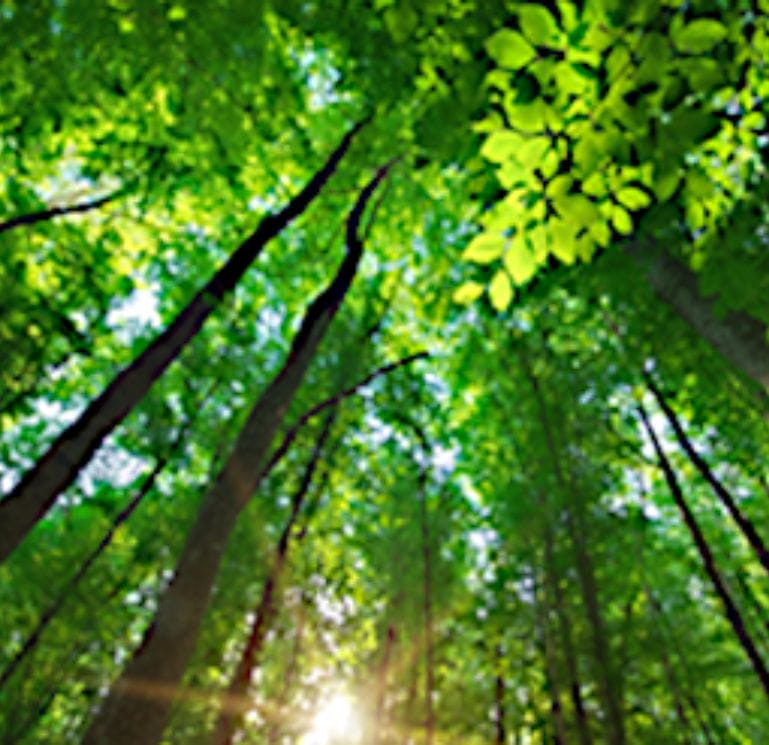 Need to know: Top 10 facts about World Environment Day