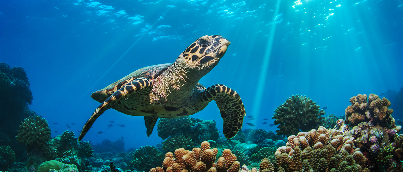 Nature preservation is a goal of climate resilience – it may also be a ...